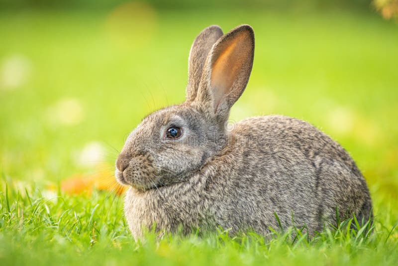 Easter Gray Rabbit on the Green Grass Stock Image - Image of easter ...