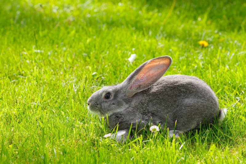 Gray rabbit in green grass stock photo. Image of fluffy - 41018186