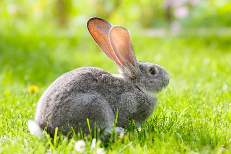 Gray rabbit in green grass stock image. Image of outdoor - 41018173