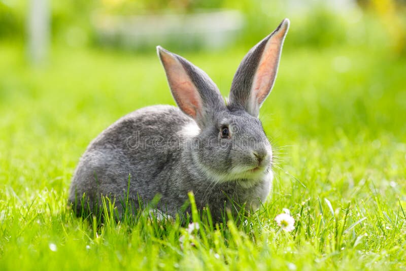 Cute Baby Rabbit stock photo. Image of domestic, beautiful - 17991138
