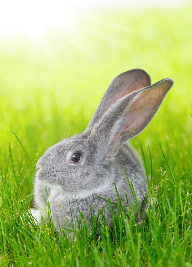 Gray rabbit in green grass stock photo. Image of fluffy - 41018186