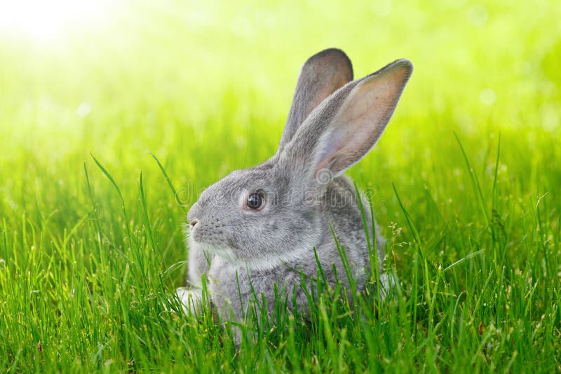 Gray rabbit in green grass stock photo. Image of fluffy - 41018186