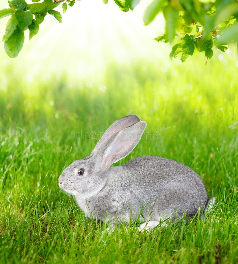 Gray rabbit in green grass stock image. Image of friendly - 41111575
