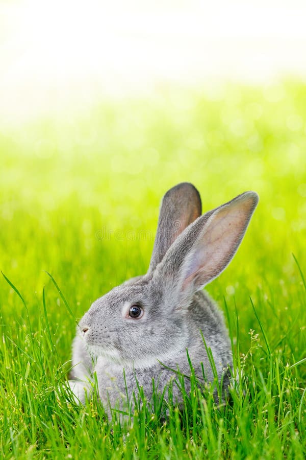 Gray rabbit in green grass stock photo. Image of fluffy - 41018186