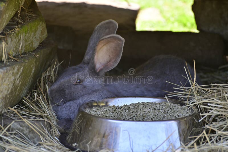 Gray Rabbit in His House. Rabbit Eating Stock Image - Image of young ...