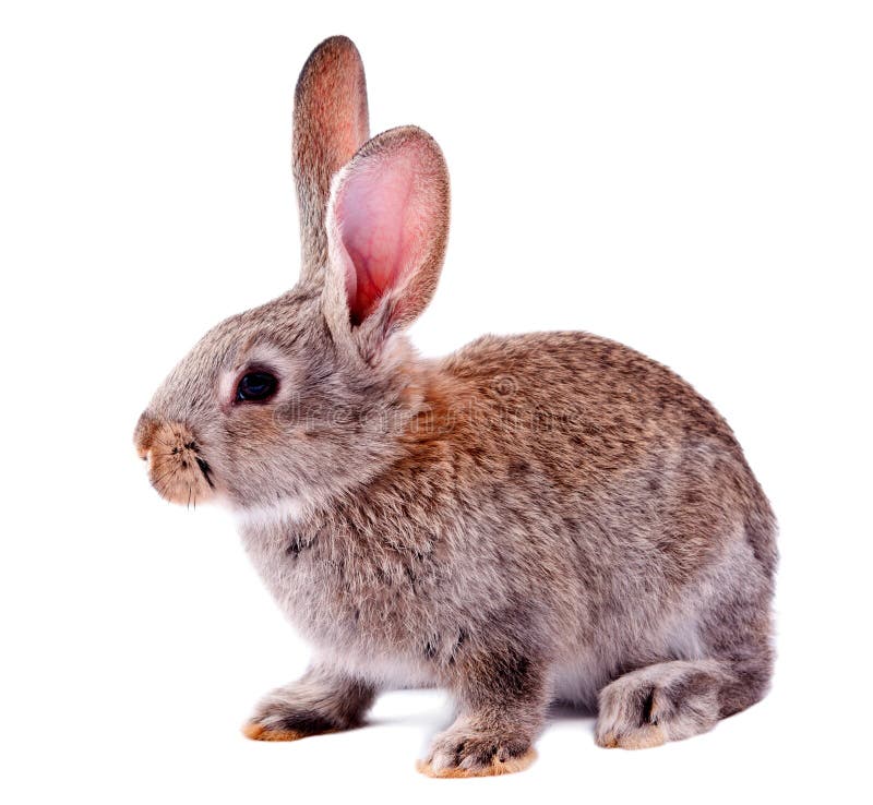 99+ White gray isolated rabbit Free Stock Photos - StockFreeImages