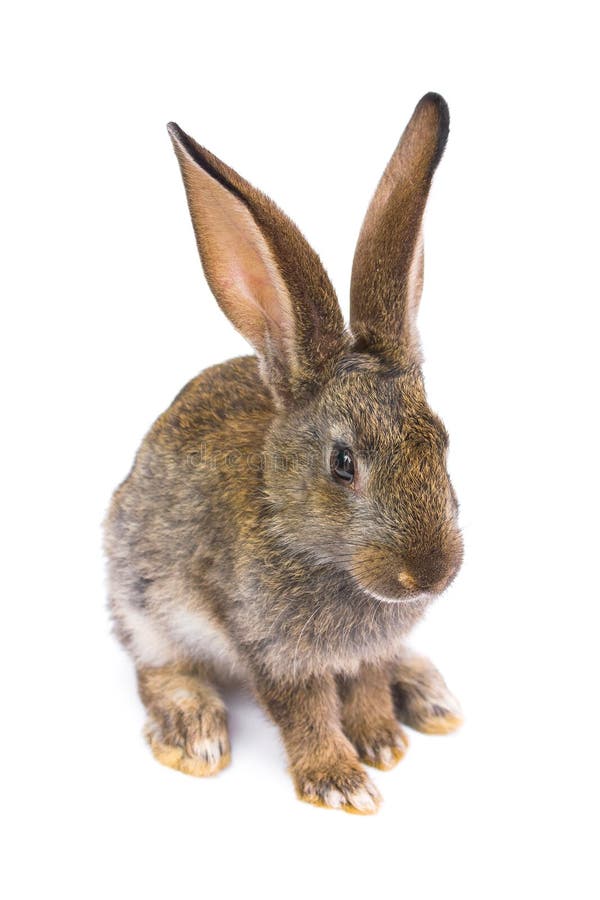Gray rabbit stock photo. Image of farming, mammals, gray - 139120682