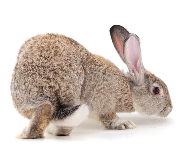 Toy rabbit isolated stock photo. Image of rabbit, small - 257447326