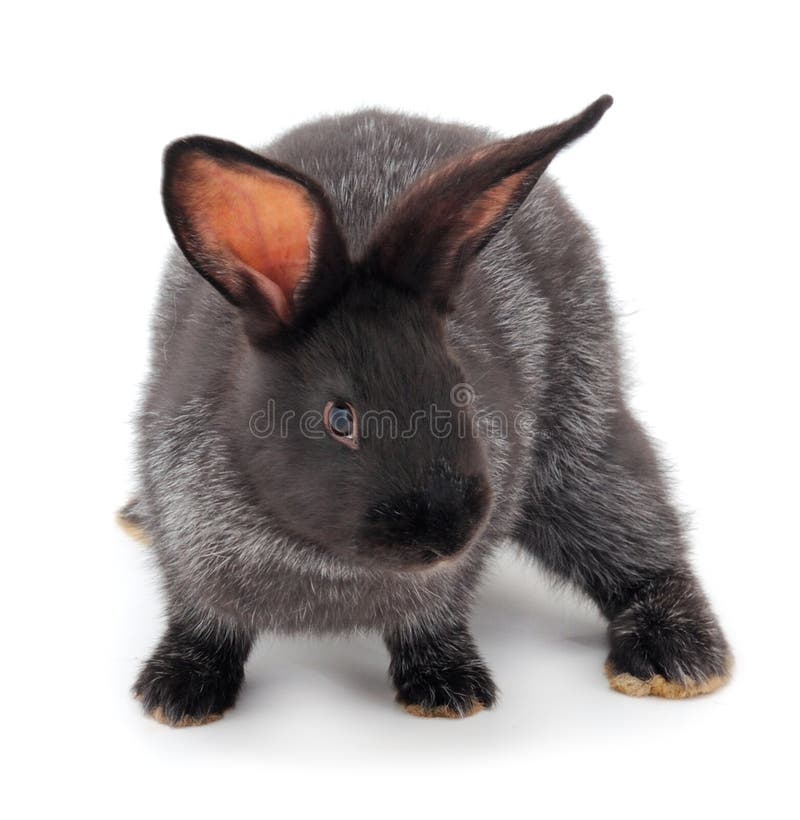 Toy rabbit isolated stock photo. Image of rabbit, small - 257447326