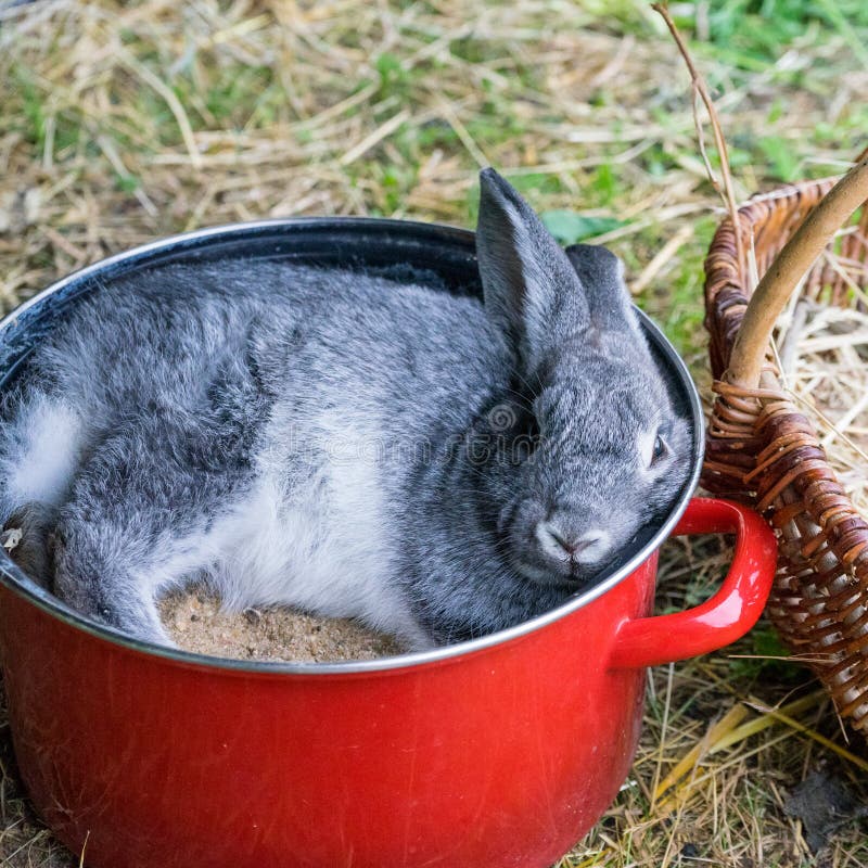 Gray rabbit stock photo. Image of hare, outdoors, child - 94165676