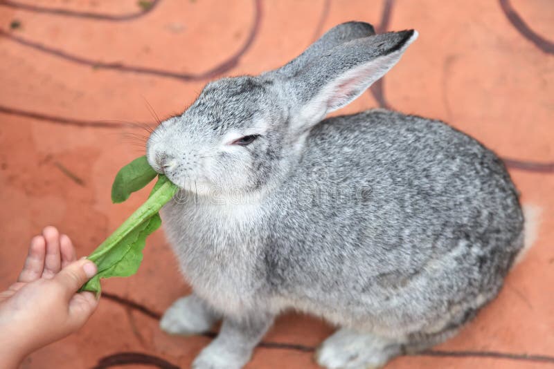Gray rabbit in green grass stock photo. Image of fluffy - 41018186