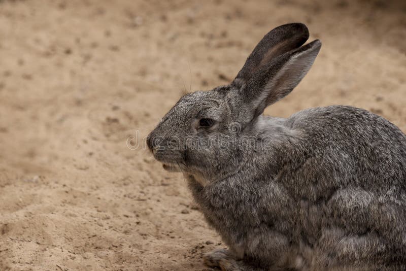 Gray rabbit in a Zoo stock image. Image of fluffy, paradise - 171194369