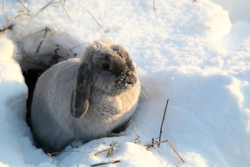 Gray rabbit stock image. Image of winter, rabbit, mammals - 55720399