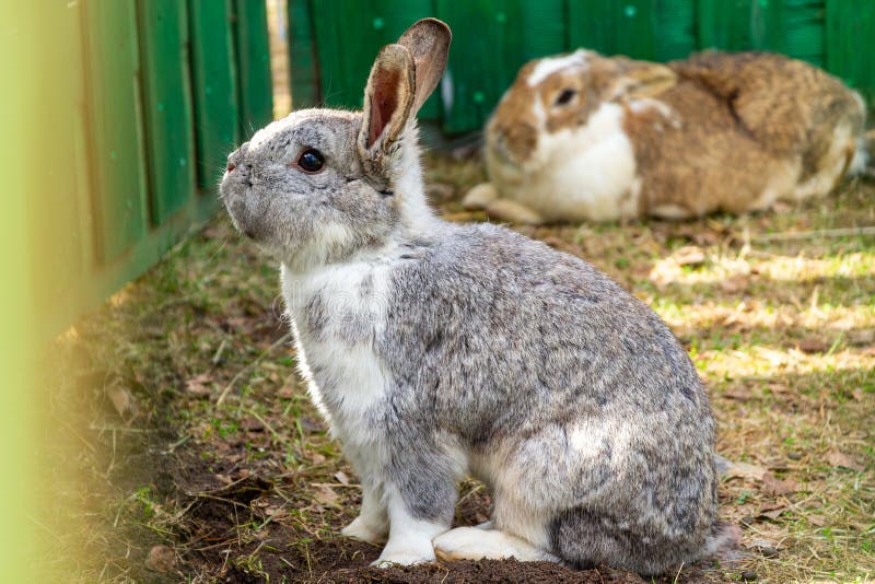 Gray Rabbit with One More Rabbit Behind Stock Image - Image of cute ...