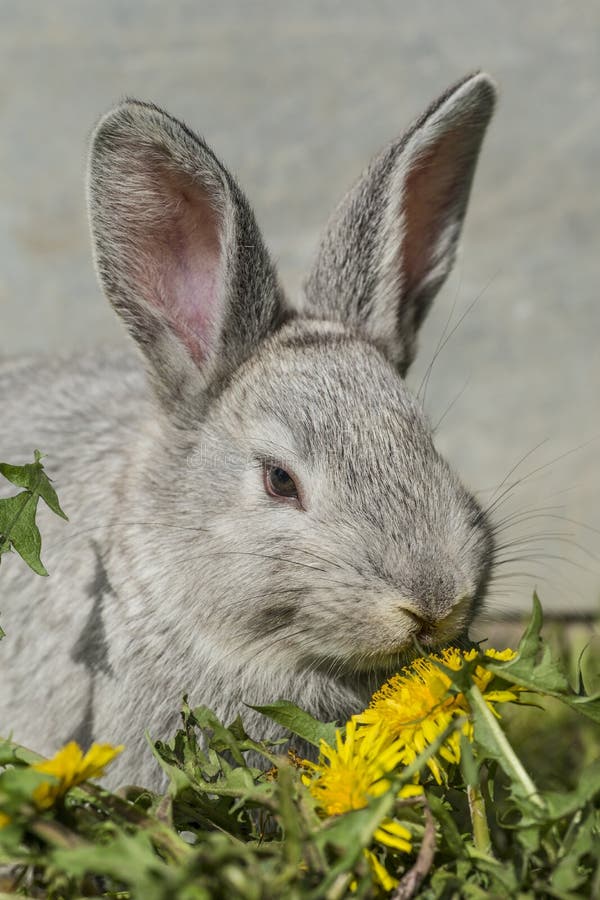 Gray rabbit stock photo. Image of clean, beauty, bunny - 41478654