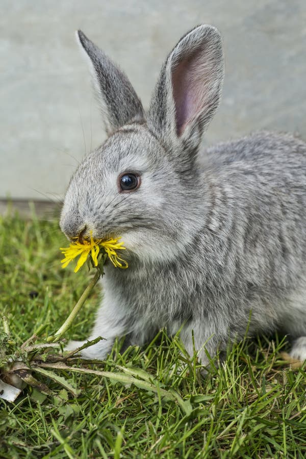 Gray rabbit stock photo. Image of clean, beauty, bunny - 41478654