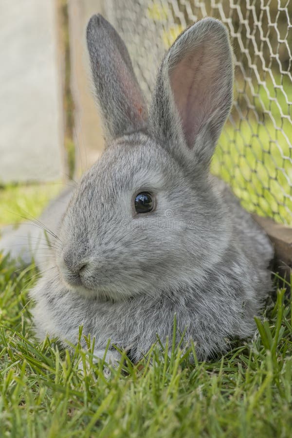 Gray rabbit stock photo. Image of clean, beauty, bunny - 41478654