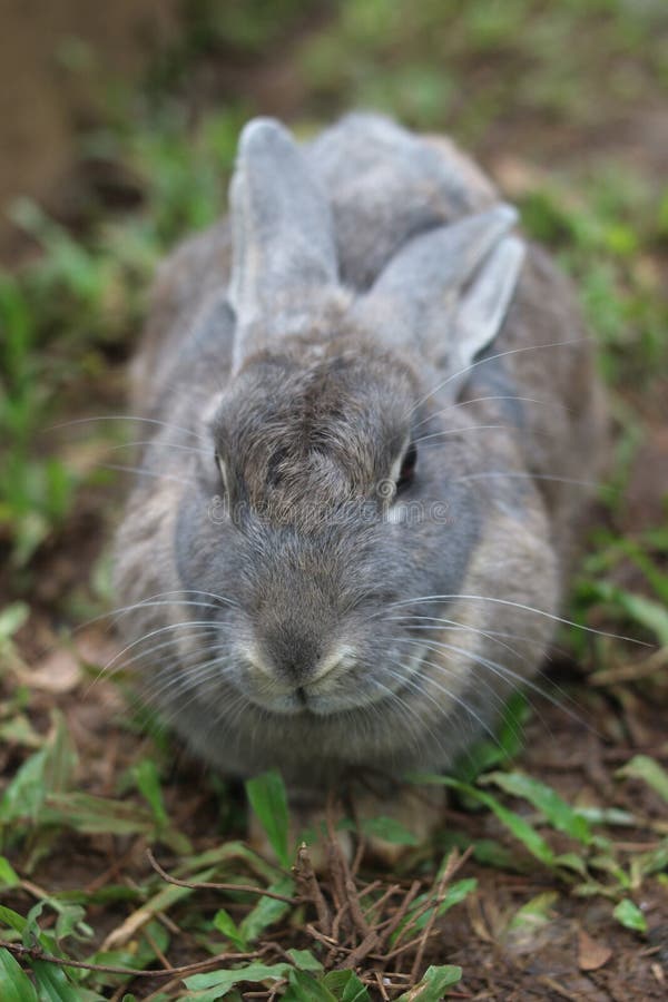 Gray Rabbit stock photo. Image of cottontail, playing - 301373200
