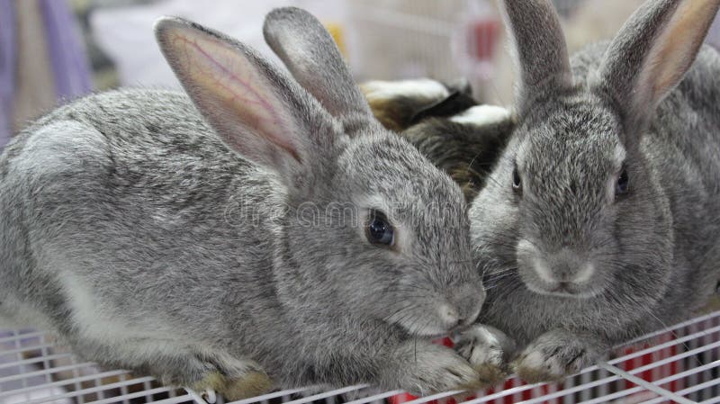 Sad Rabbits Stock Photos - Free & Royalty-Free Stock Photos from Dreamstime