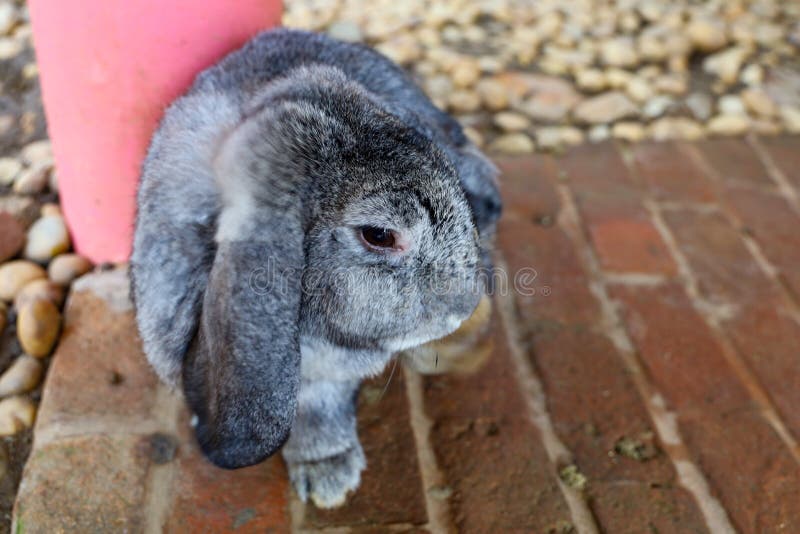 Reproduction of rabbit stock image. Image of stockbreeding - 24210069