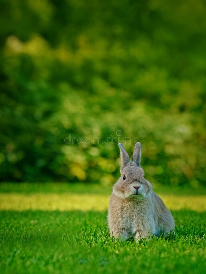 A Gray Rabbit Sits Upright on a Green Meadow, Surrounded by Lush ...