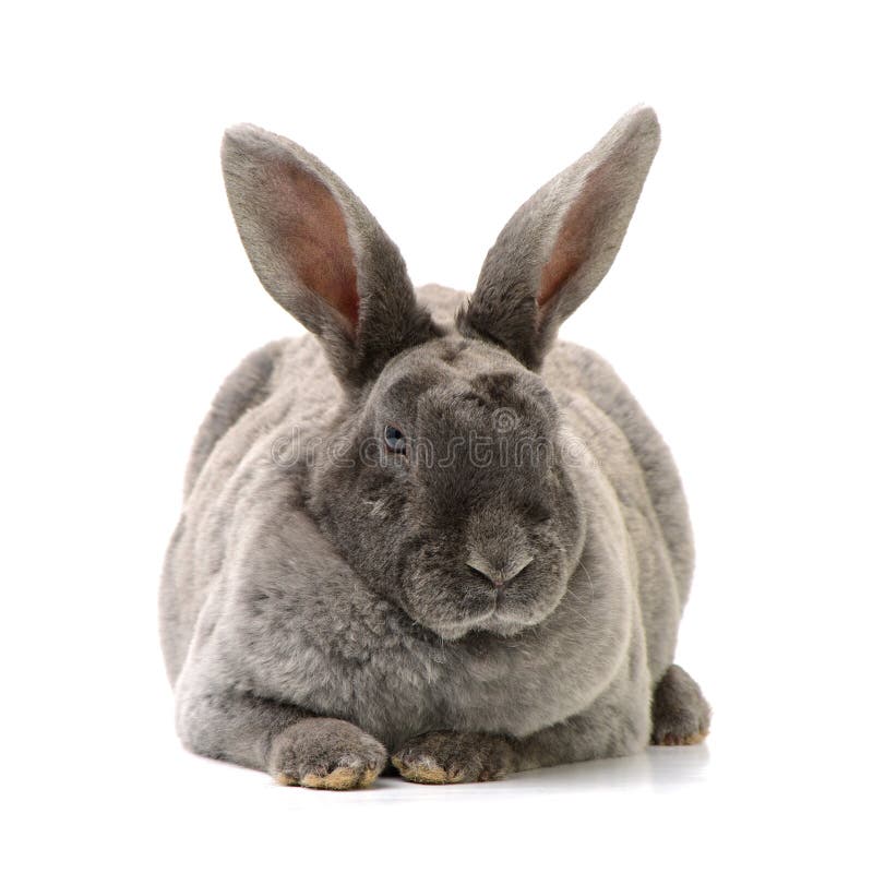 Gray rabbit sitting stock image. Image of clean, baby - 113908853