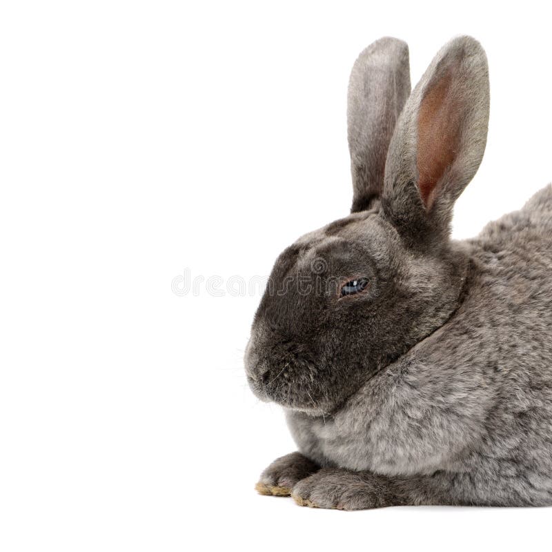 Gray rabbit sitting stock photo. Image of animal, cute - 113909042