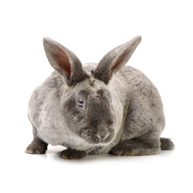 Gray rabbit sitting stock image. Image of isolated, bunny - 113909075