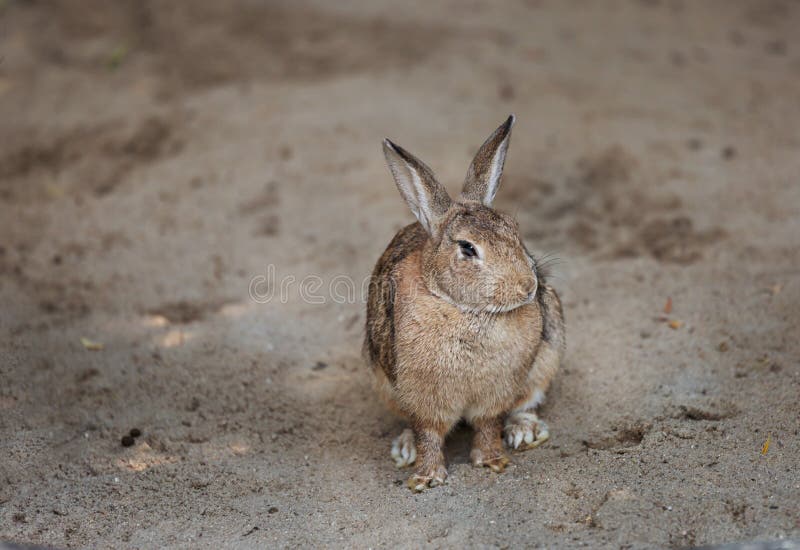 The Gray Rabbit is Sitting on the Sand. Pet Stock Photo - Image of ...