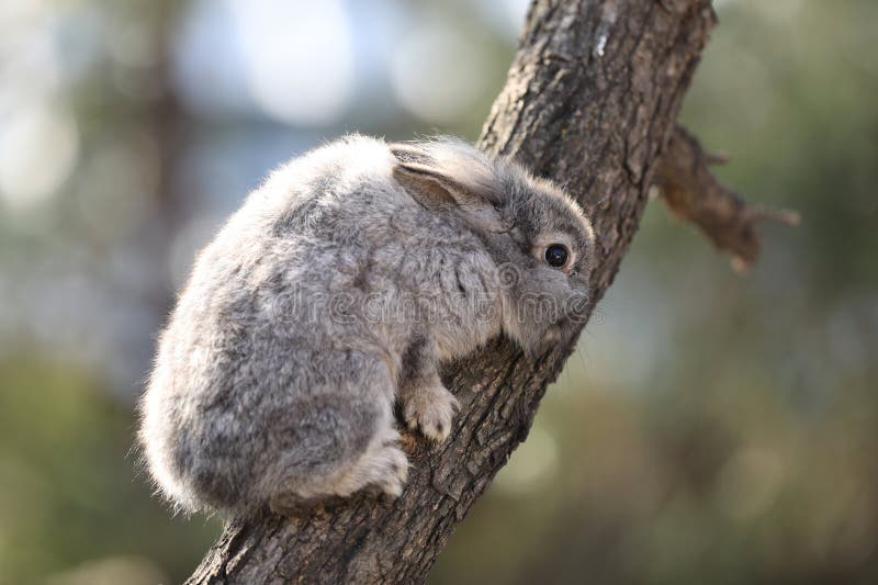 Gray Rabbit Sitting on Tree Outdoors Stock Photo - Image of wildlife ...