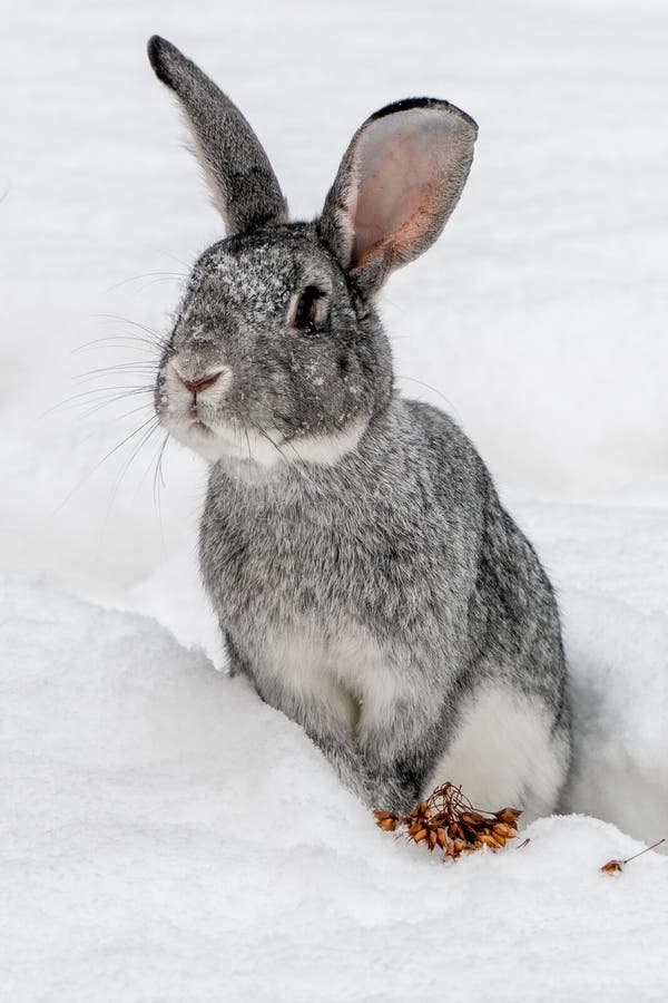 Gray rabbit in the snow stock photo. Image of pets, close - 165756362