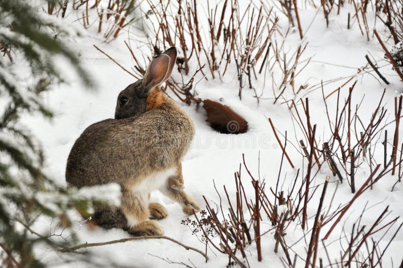 Gray Rabbit on the Snow in Winter Stock Image - Image of fluffy, furry ...