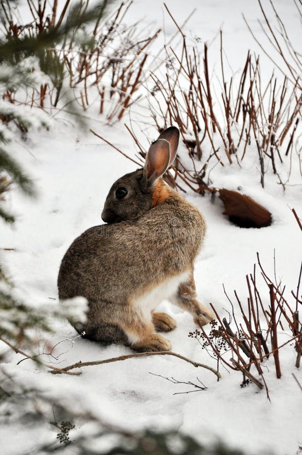 Gray Rabbit on the Snow in Winter Stock Image - Image of outdoor, cold ...