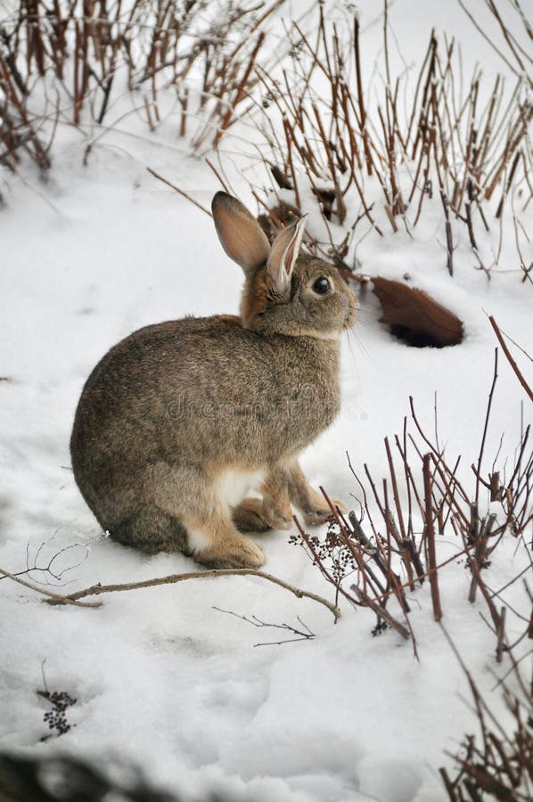Gray Rabbit on the Snow in Winter Stock Photo - Image of cozy, cold: 279461060