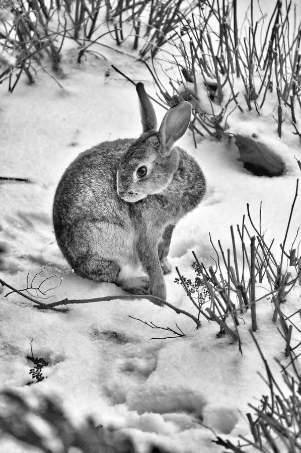 Gray Rabbit on the Snow in Winter Stock Photo - Image of snow, hoppity ...