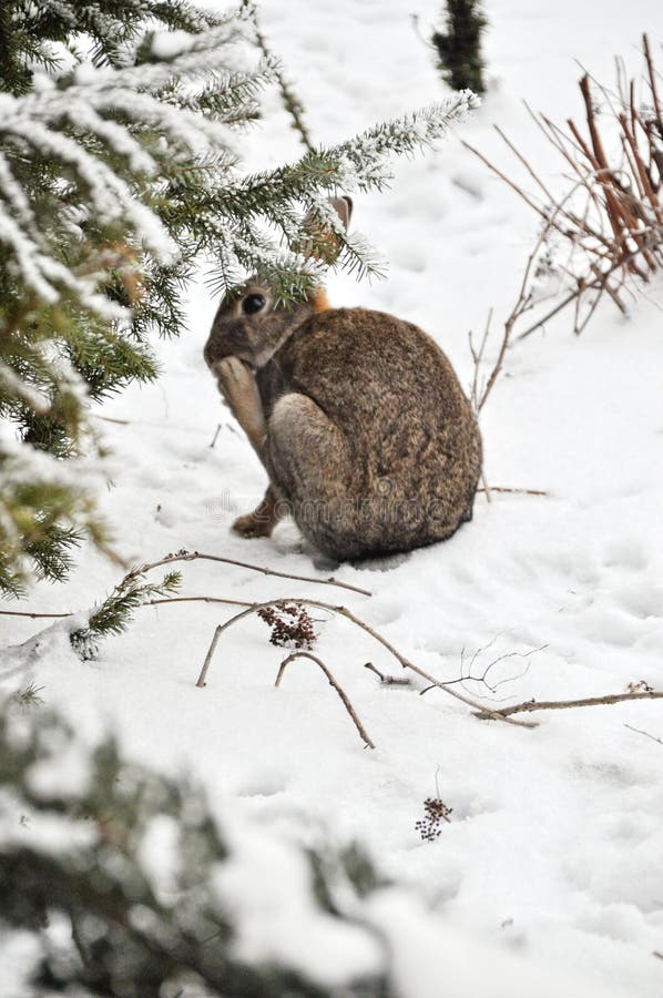 Gray Rabbit on the Snow in Winter Stock Image - Image of frosty, winter ...