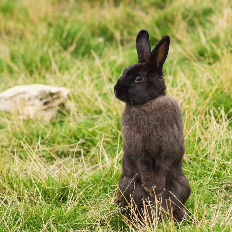 Gray rabbit stock image. Image of standing, green, young - 68751061