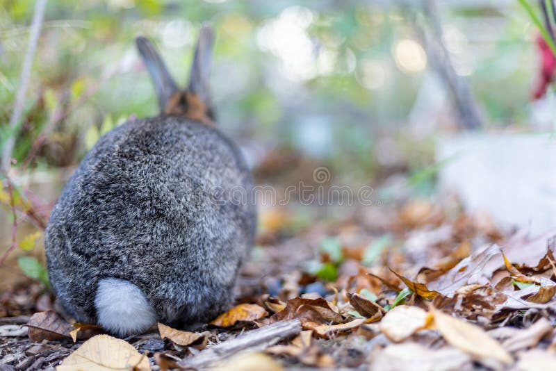 Gray Rabbit Tail in Fall Garden Surrounded by Crispy Leaves and Mums ...