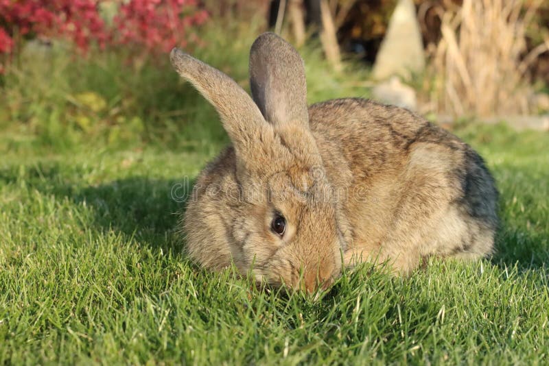 Gray rabbit for a walk stock image. Image of rabbit - 241700655