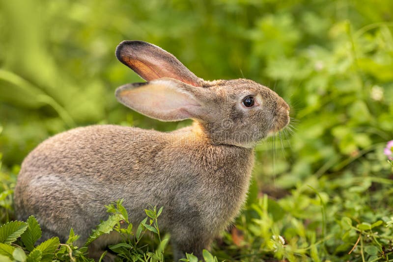 The Gray Rabbit Walks on the Green Grass. Long-eared Hare on the Lawn ...
