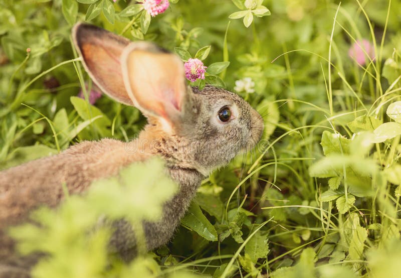 The Gray Rabbit Walks on the Green Grass. Long-eared Hare on the Lawn ...