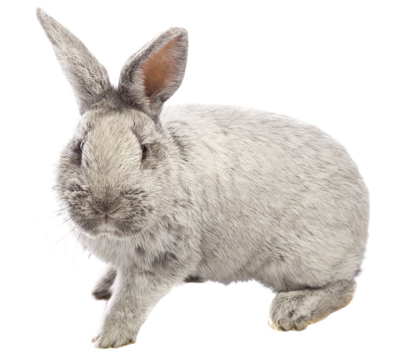 Reproduction of rabbit stock image. Image of stockbreeding - 24210069