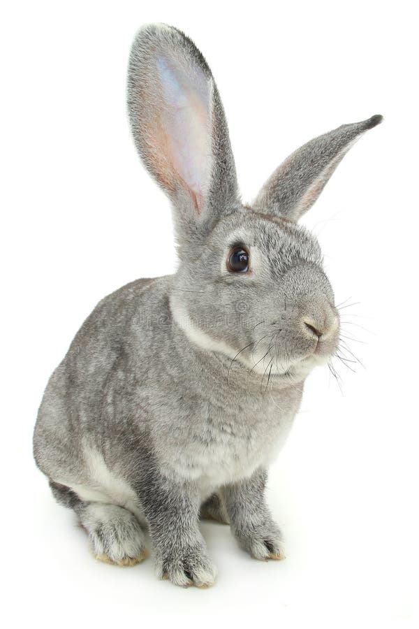 Gray rabbit stock photo. Image of pretty, white, tame - 50124674