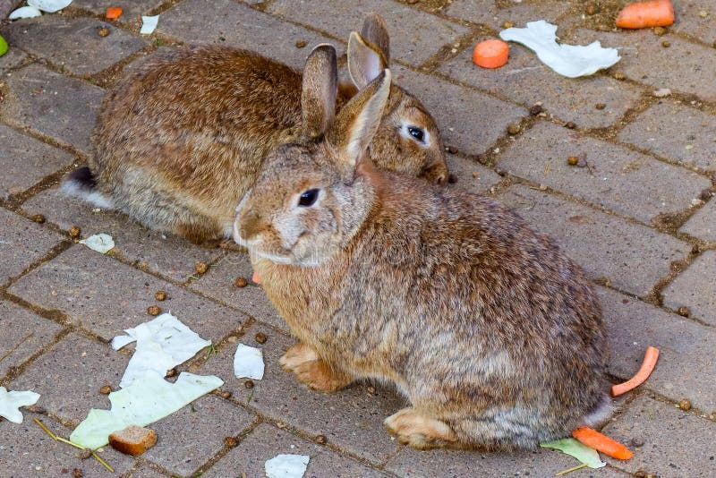 Gray Rabbits on Paving Slabs Stock Image - Image of rabbits, paving ...