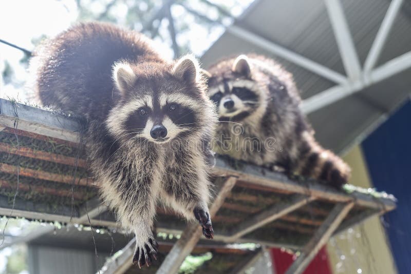 Gray Raccoon Asking Food Close Up Stock Photo - Image of fruit, apple ...