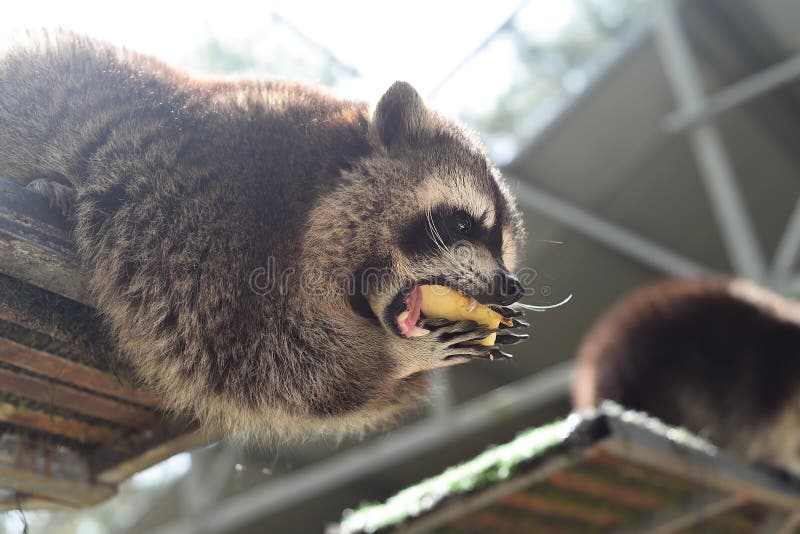 Gray Raccoon Eating Apple Close Up Stock Photo - Image of brown, face ...