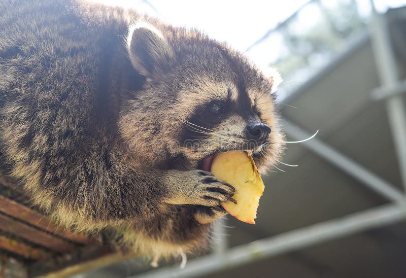 Gray Raccoon Eating Apple Close Up Stock Photo - Image of squirrel ...