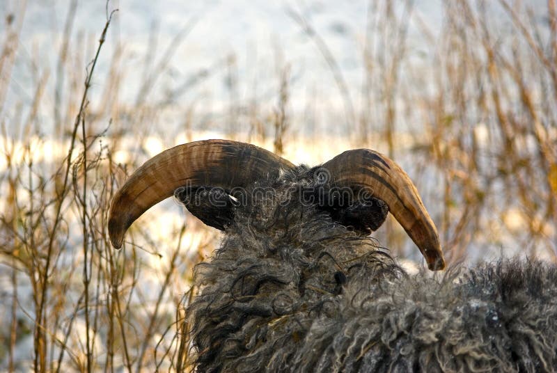 Gray ram stock image. Image of livestock, sheep, gray - 35219823