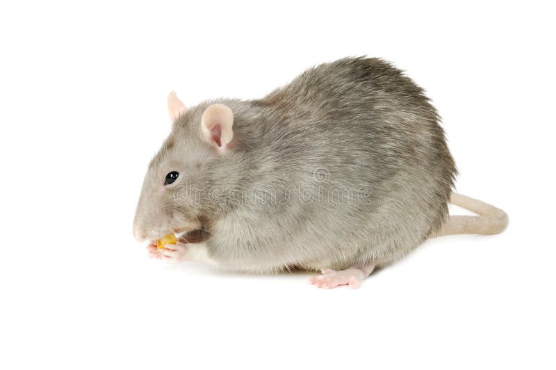 Gray Rat stock foto. Image of kijk, bont, geur, hamster - 33680692