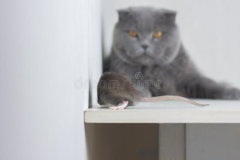 Enemy Santa Claus Stock Photos - Free & Royalty-Free Stock Photos from ...